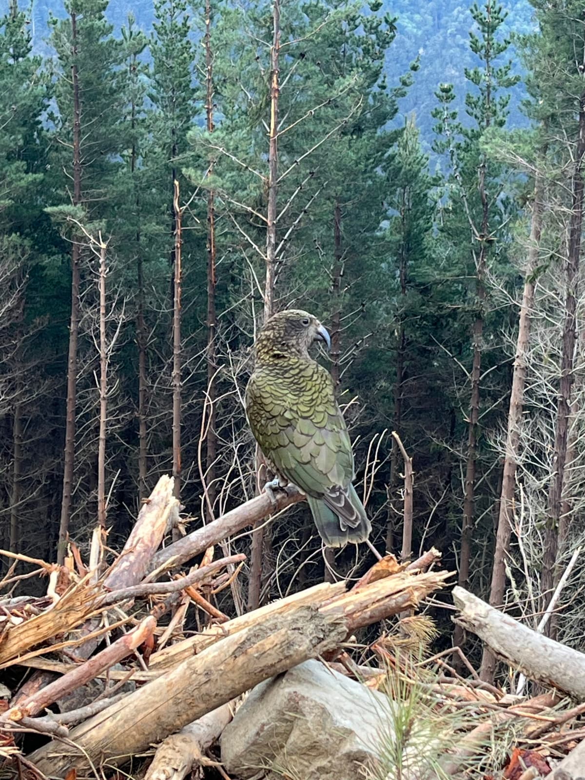 First-of-its-kind kea study completed in OneFortyOne’s Nelson Tasman ...